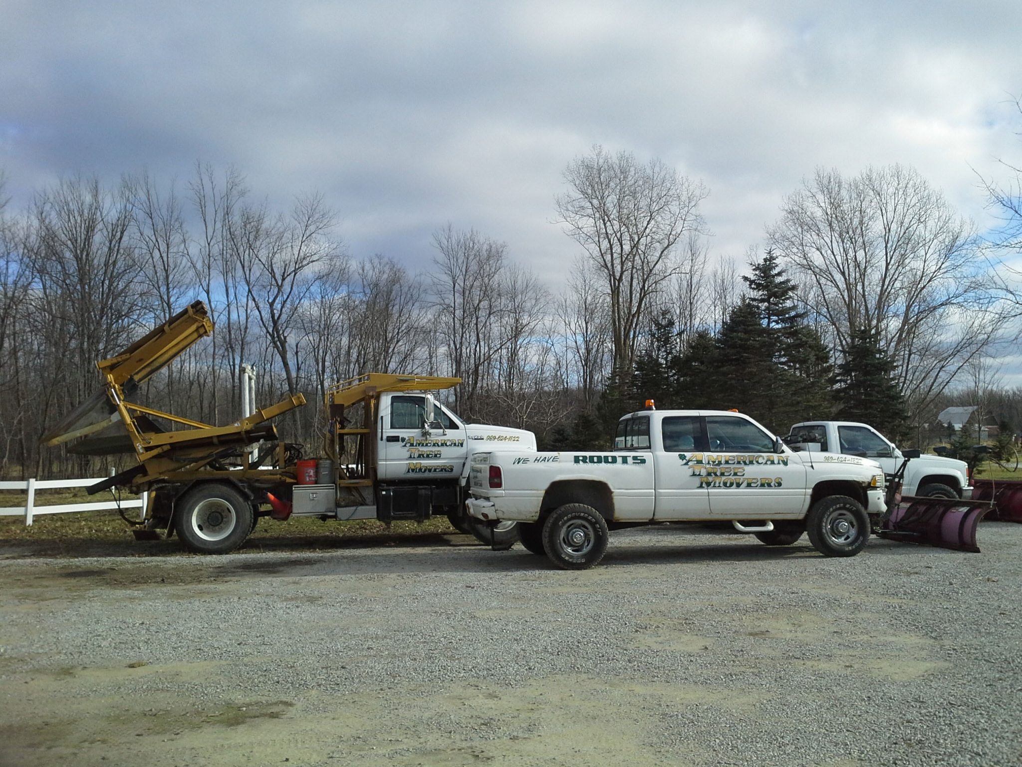 Tree Movers | Tree Removal | Tree Sales | American Tree Movers